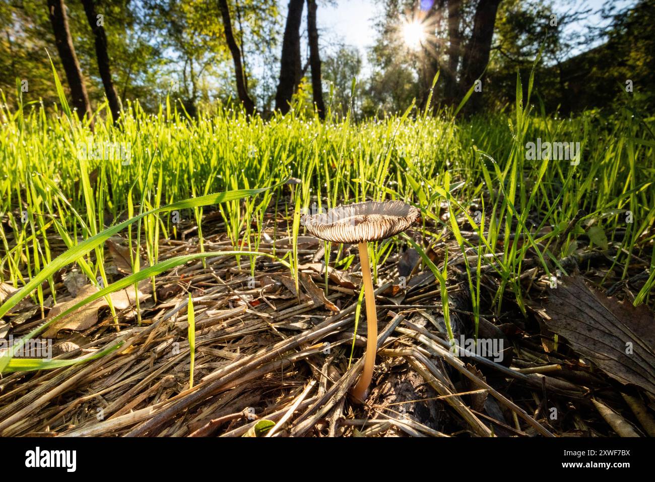 Parasola plicatilis, commonly known as the pleated inkcap, is a small ...