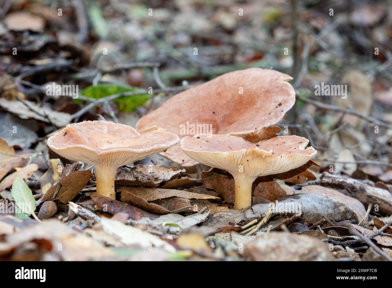 Lactarius subdulcis, commonly known as the mild milkcap or beech milk ...