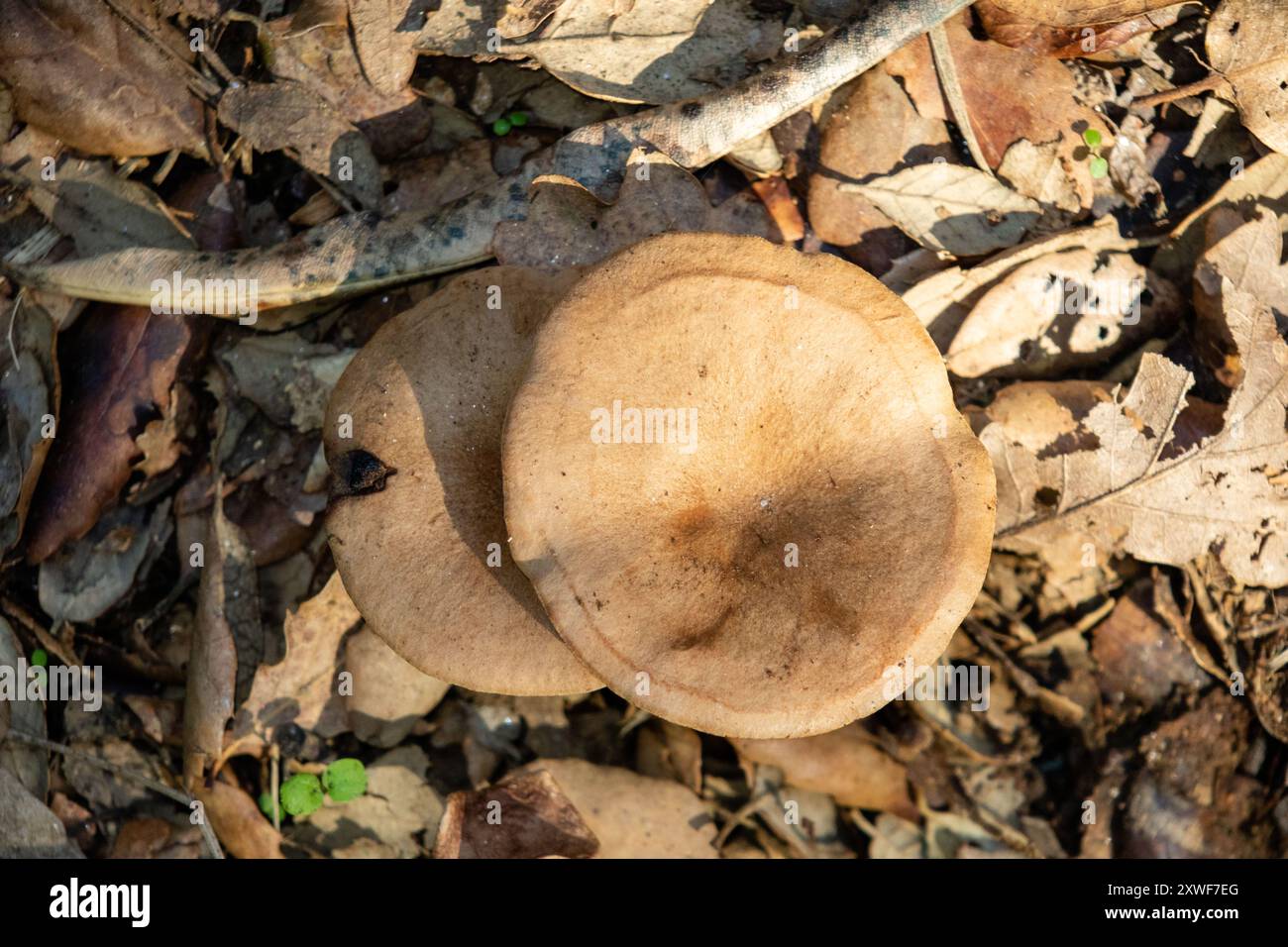 Lactarius subdulcis, commonly known as the mild milkcap or beech milk ...