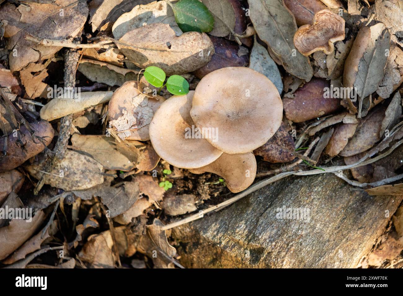 Lactarius subdulcis, commonly known as the mild milkcap or beech milk ...