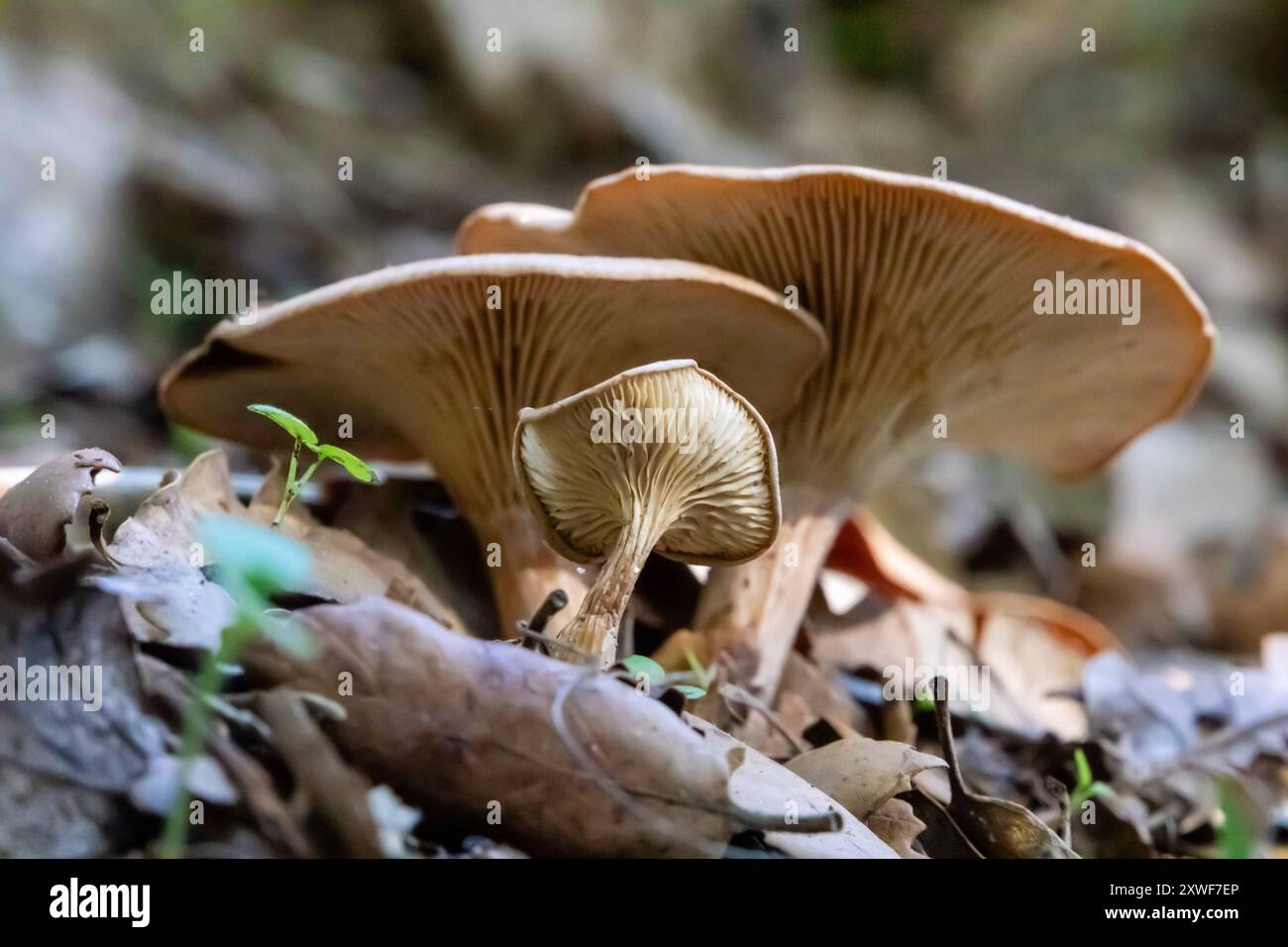Lactarius subdulcis, commonly known as the mild milkcap or beech milk ...