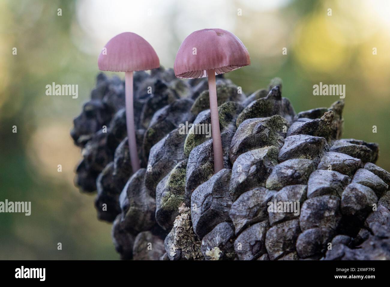 Mushroom called Pine-cone Bonnet (Mycena seynii) grown on pine cone ...