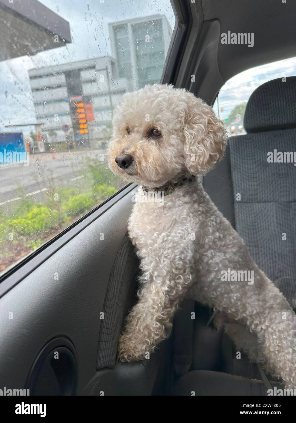 Traveling with pets concept. Poodle puppy looking throught a through a ...