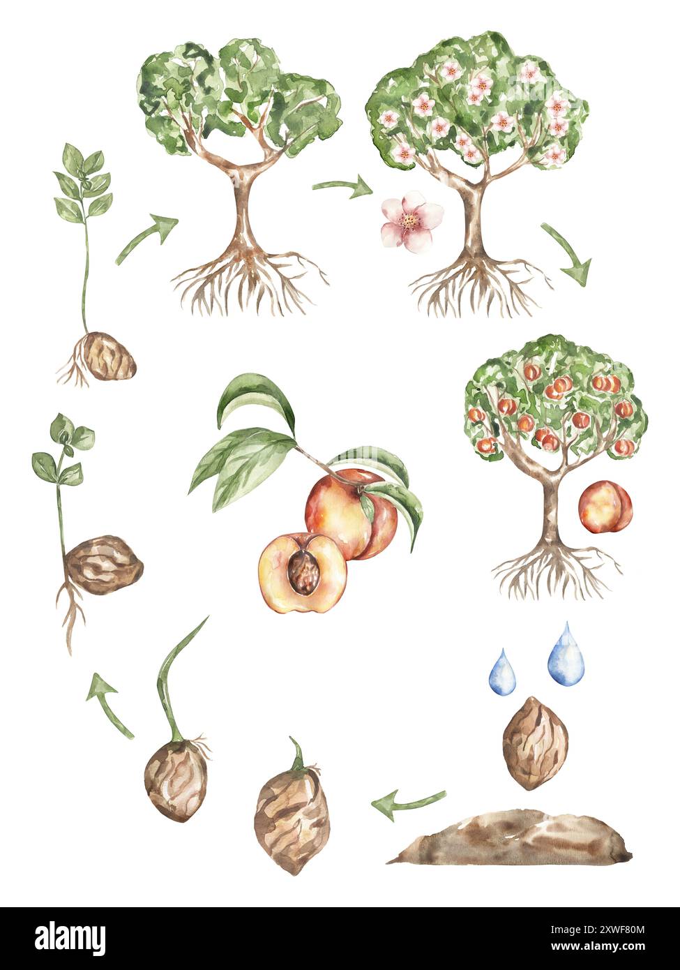 Watercolor peach plant stage growth poster illustration, peach life ...