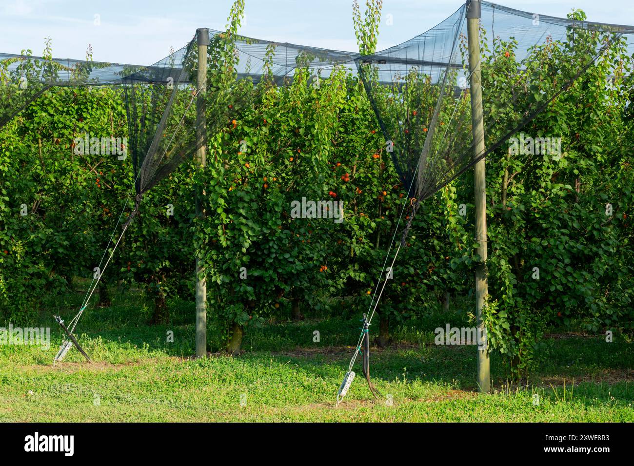 Industrial cultivation of peaches in Italy. Agriculture Stock Photo - Alamy