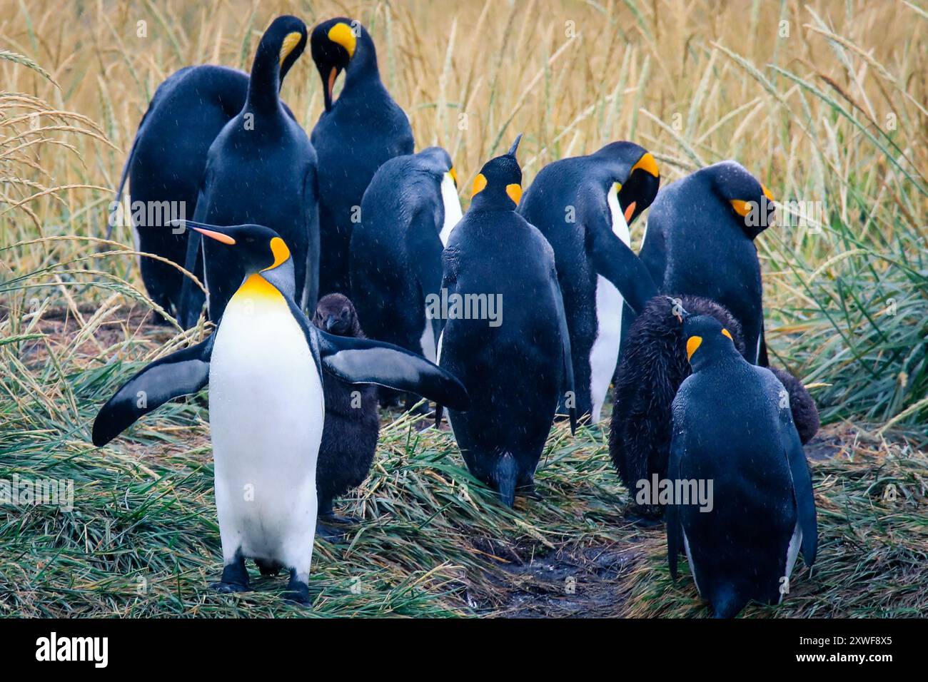Big King Penguins Colony in the Parque Pinguino Rey near Porvenir ...