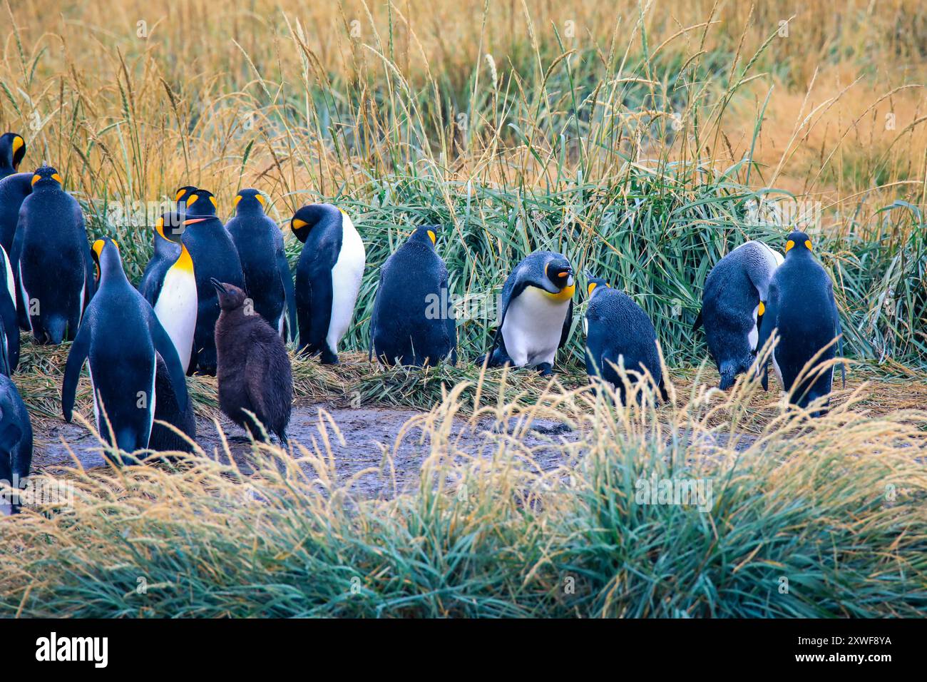 Big King Penguins Colony in the Parque Pinguino Rey near Porvenir ...