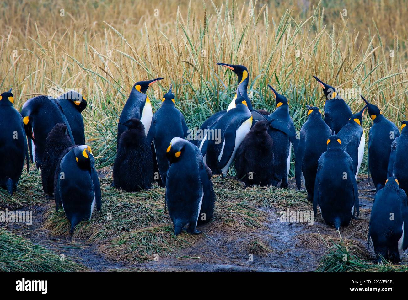 Big King Penguins Colony in the Parque Pinguino Rey near Porvenir ...