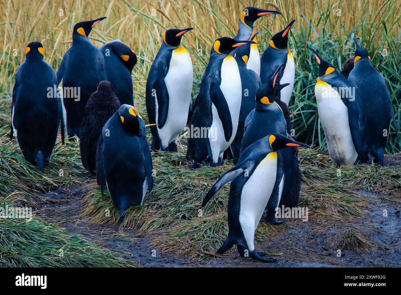 Big King Penguins Colony in the Parque Pinguino Rey near Porvenir ...