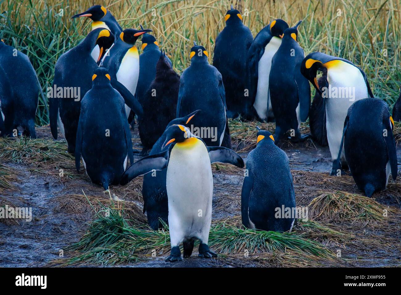 Big King Penguins Colony in the Parque Pinguino Rey near Porvenir ...