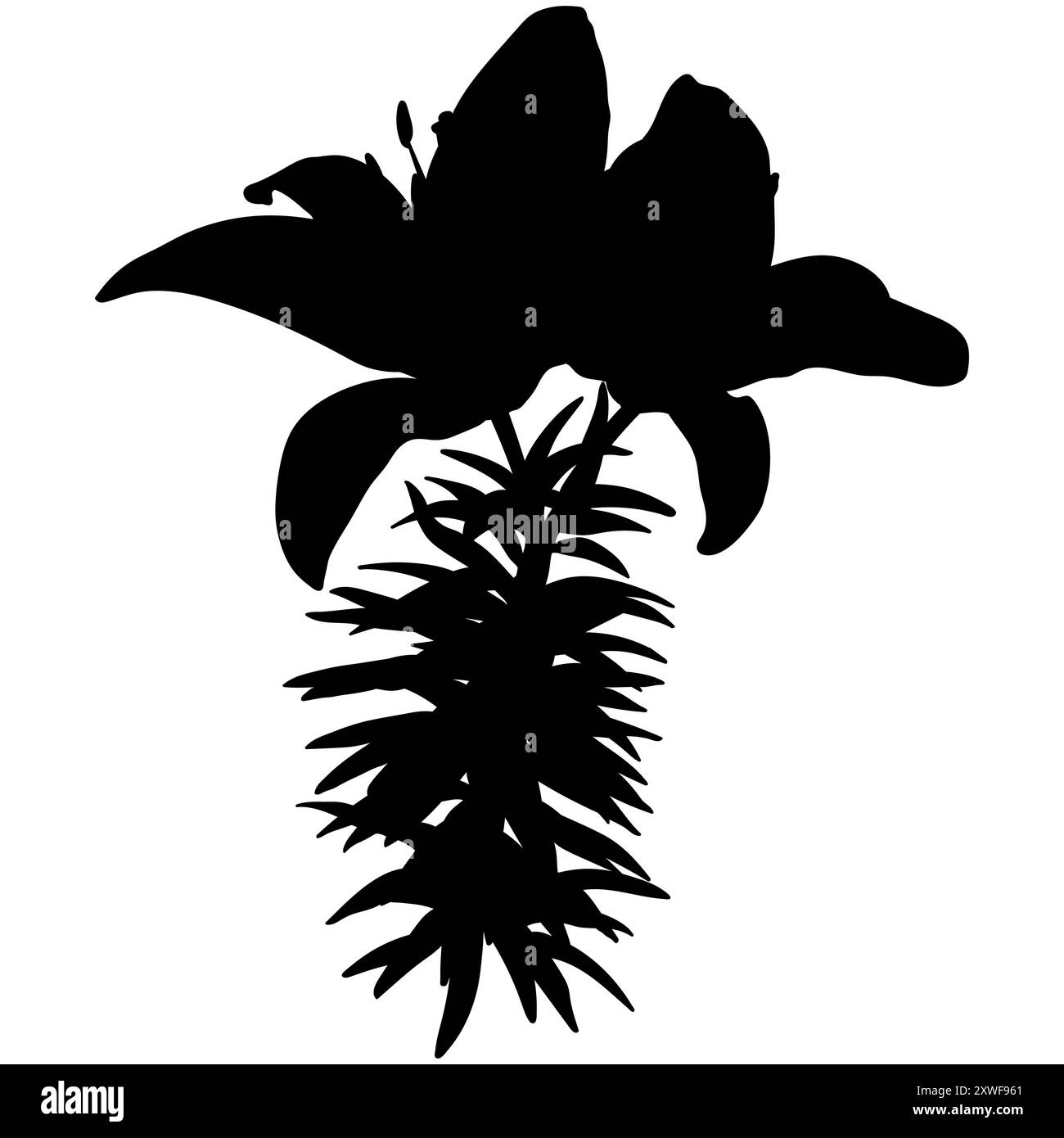 Star lily Stock Vector Images - Alamy