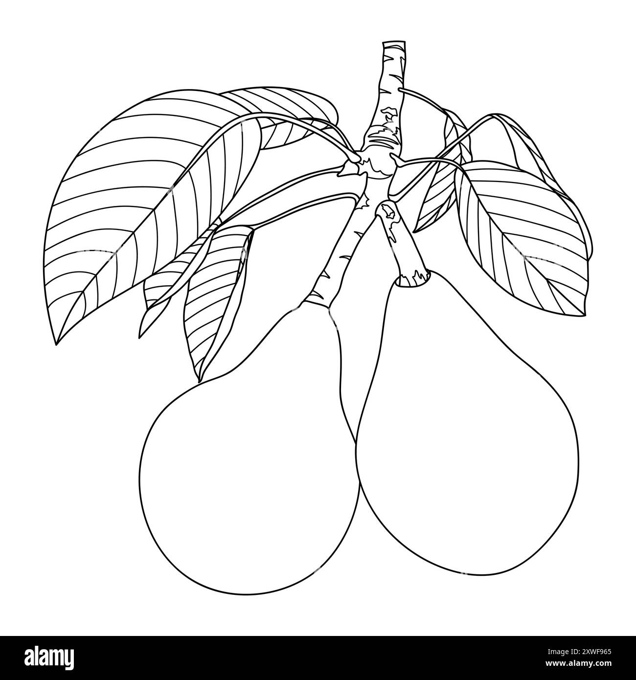 Outline pears, vector illustration. Pear tree branch with fruit and ...