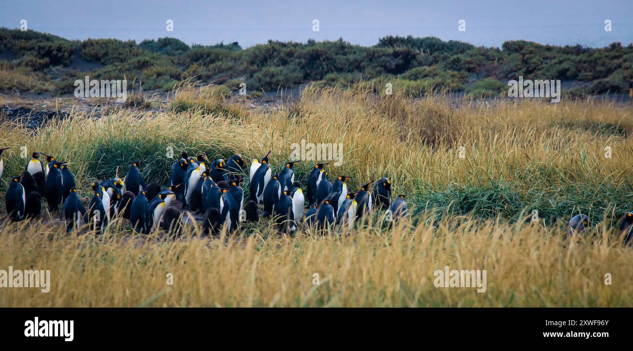 Big King Penguins Colony in the Parque Pinguino Rey near Porvenir ...