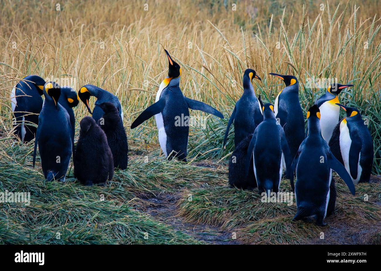 Big King Penguins Colony in the Parque Pinguino Rey near Porvenir ...