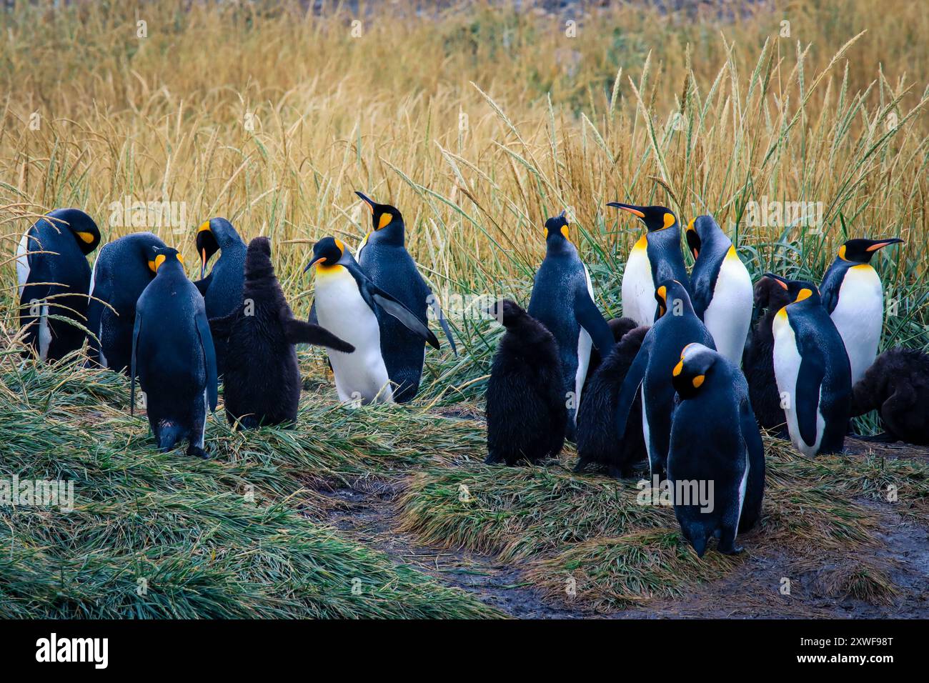 Big King Penguins Colony in the Parque Pinguino Rey near Porvenir ...