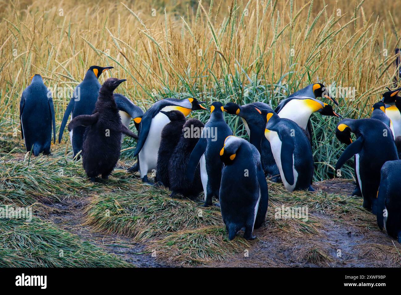Big King Penguins Colony in the Parque Pinguino Rey near Porvenir ...