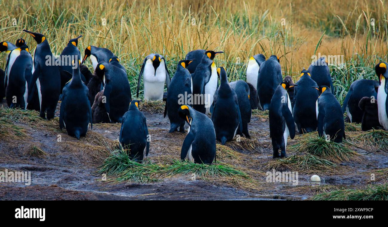 Big King Penguins Colony in the Parque Pinguino Rey near Porvenir ...