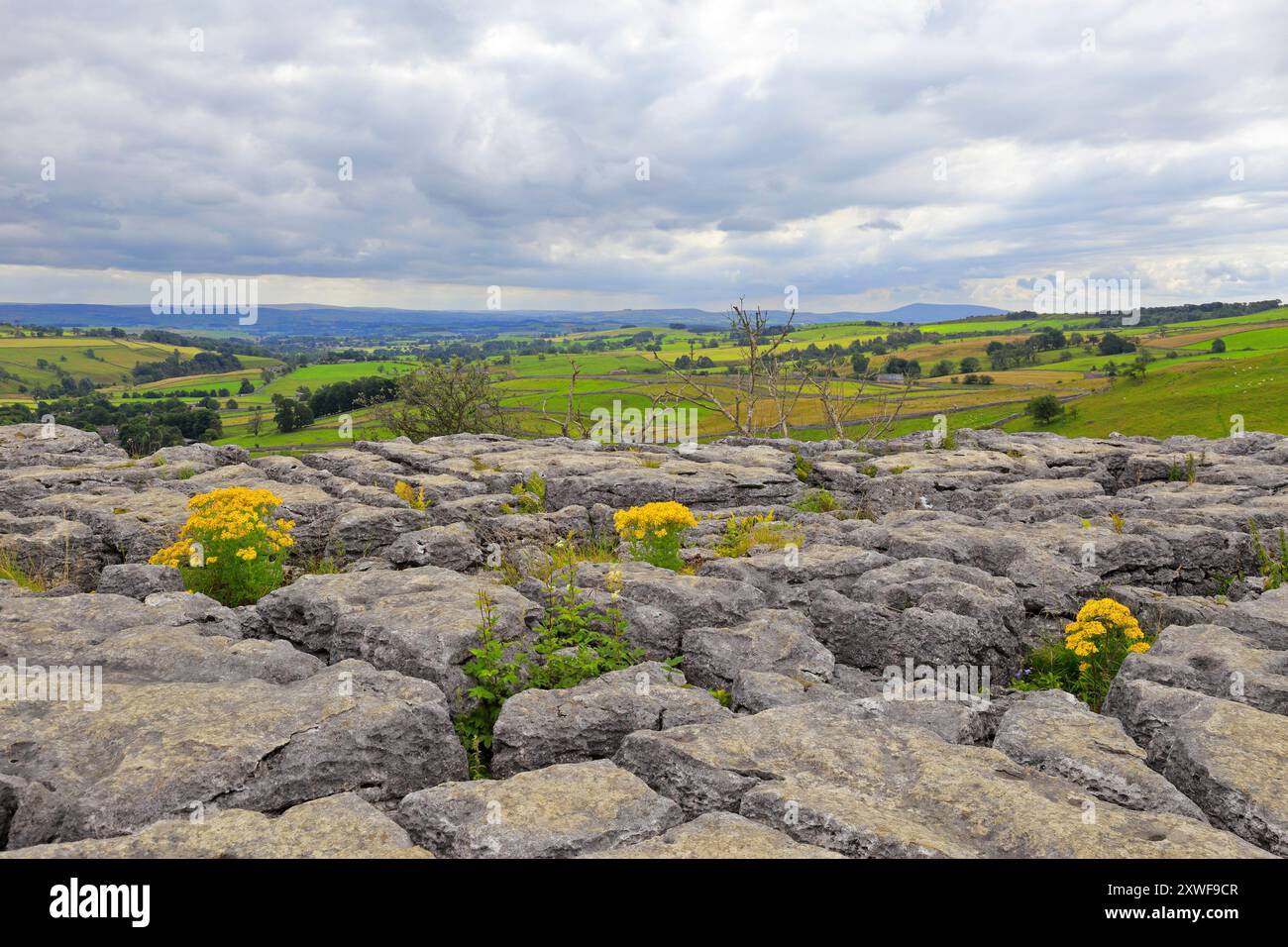 Above Malham Cove on the Limestone Pavement, Pennine Way, Malham ...