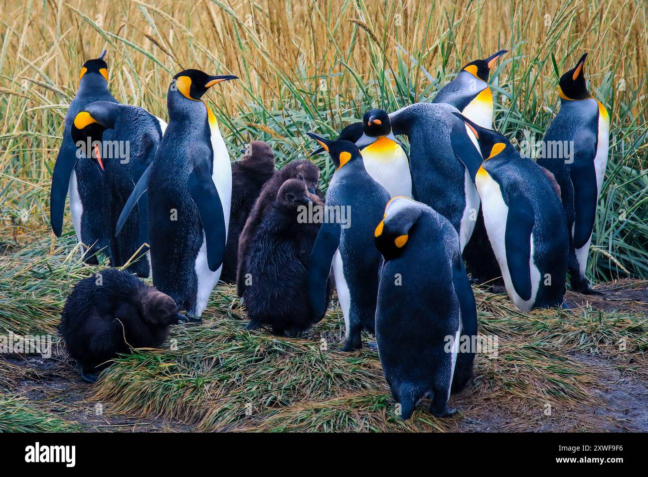 Big King Penguins Colony in the Parque Pinguino Rey near Porvenir ...