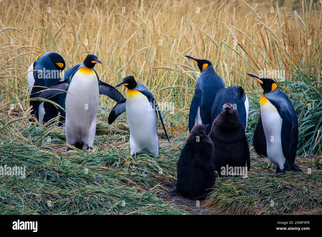 Big King Penguins Colony in the Parque Pinguino Rey near Porvenir ...