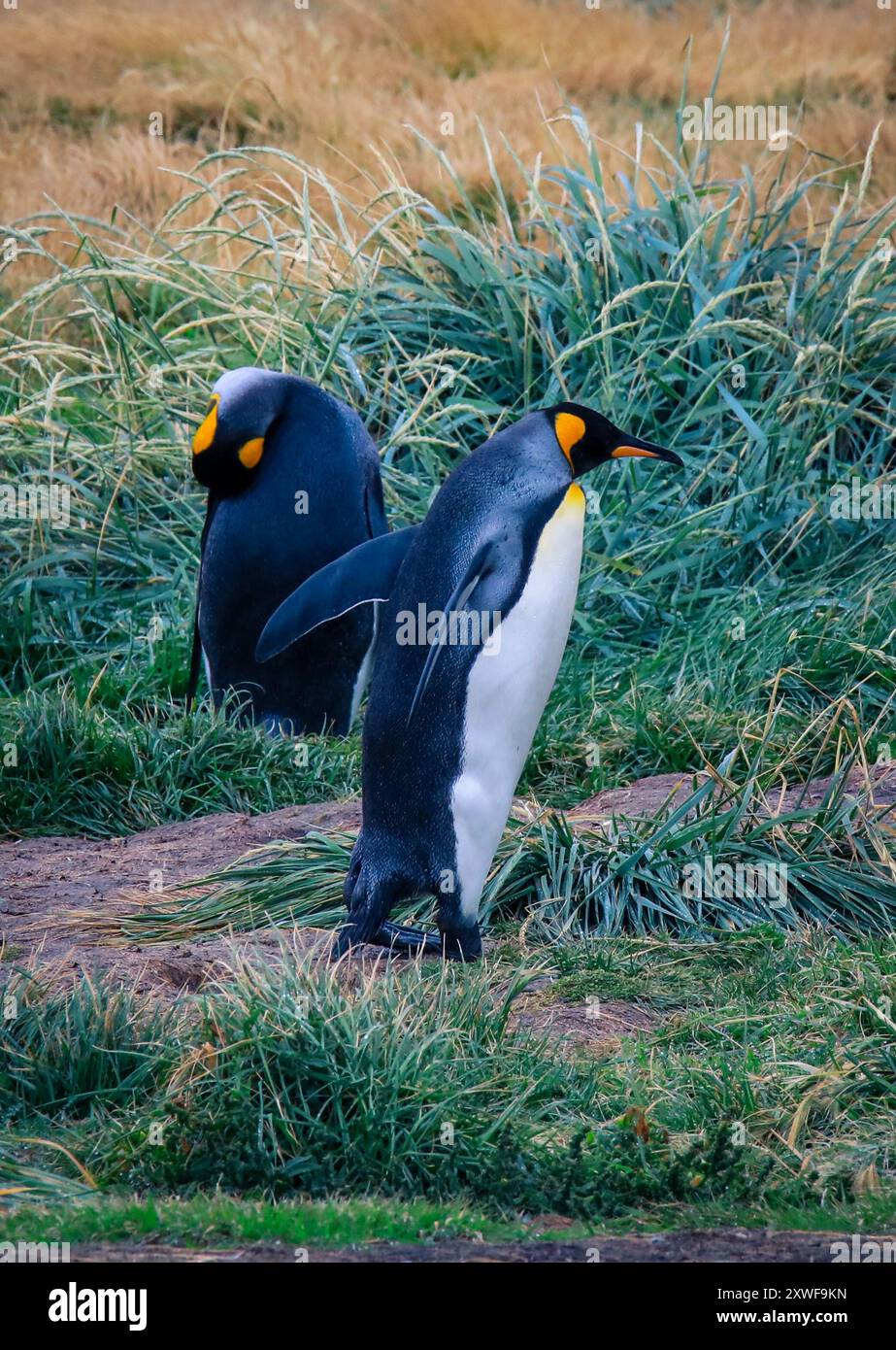 Big King Penguins Colony in the Parque Pinguino Rey near Porvenir ...