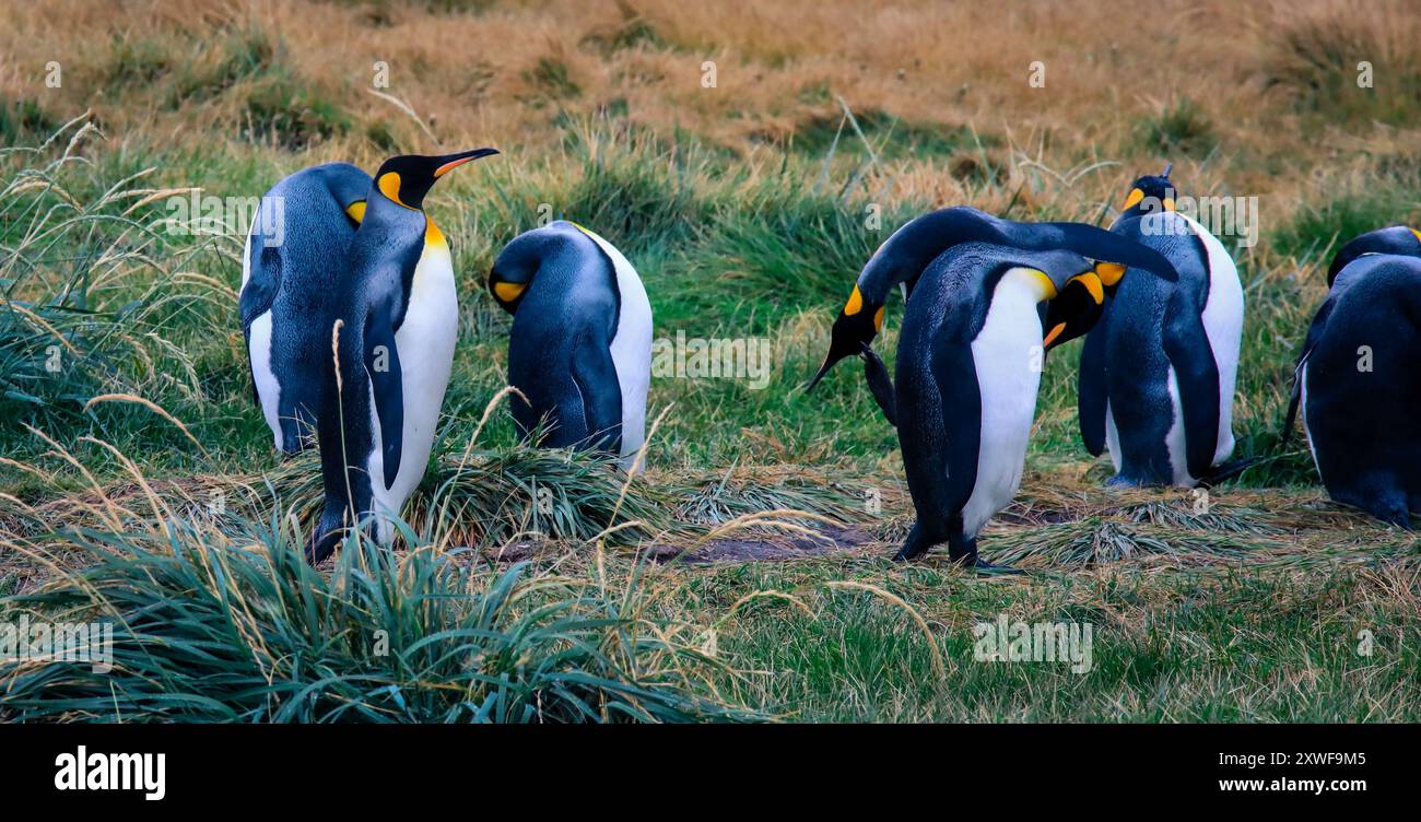Big King Penguins Colony in the Parque Pinguino Rey near Porvenir ...