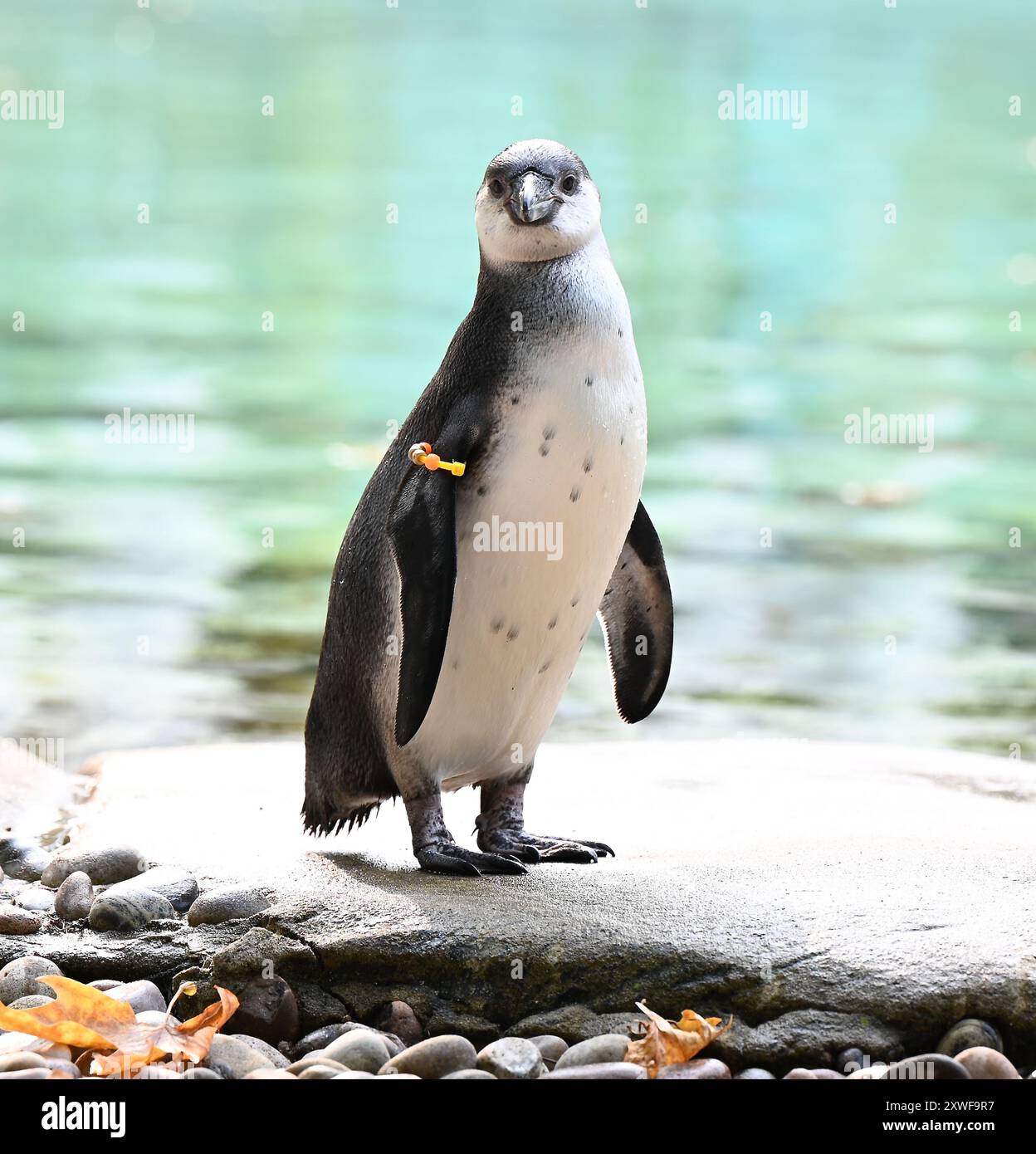 Annual penguin weigh-in for the penguin at London Zoo all named Swiftie ...