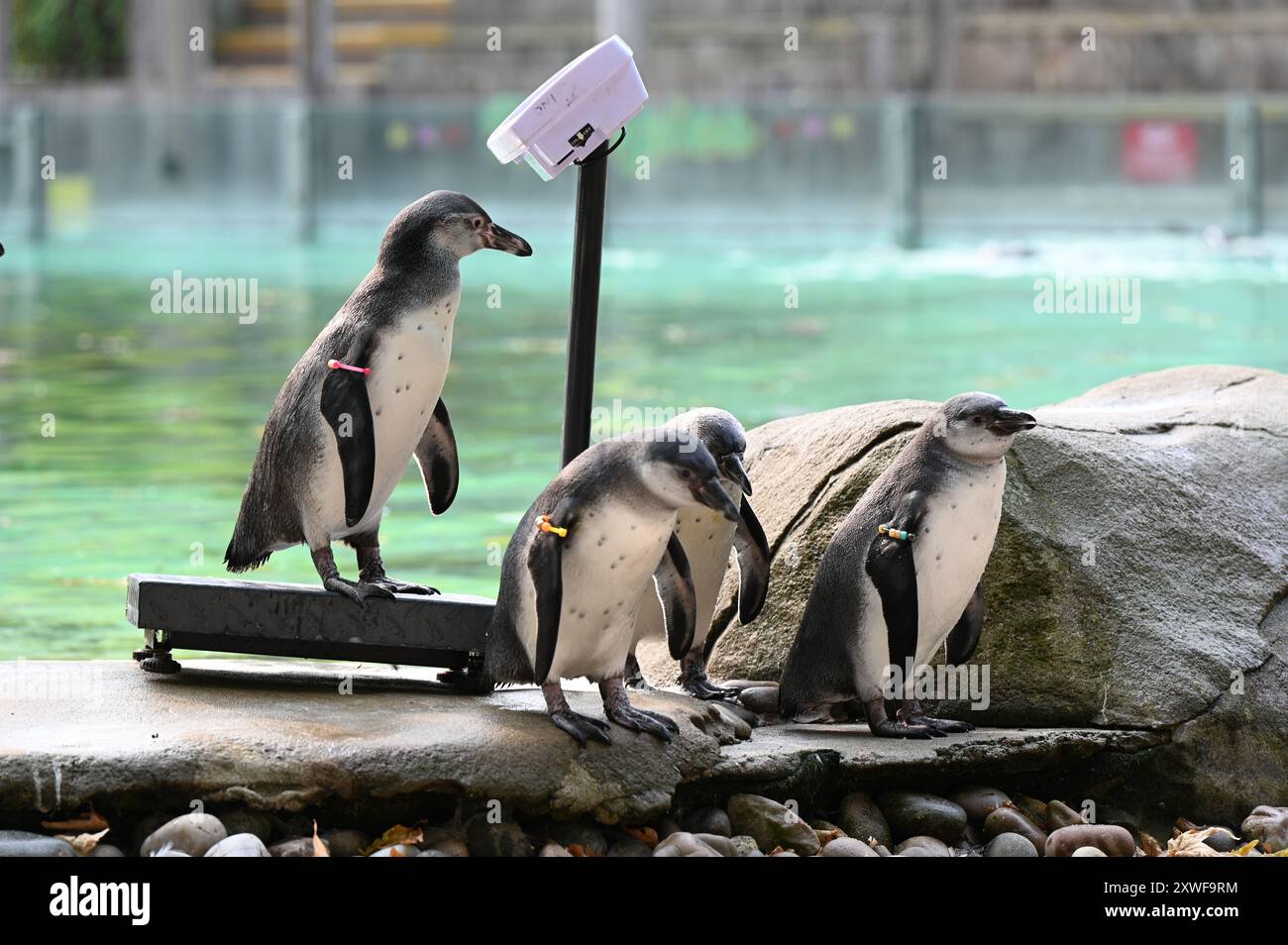Annual penguin weigh-in for the penguin at London Zoo all named Swiftie ...
