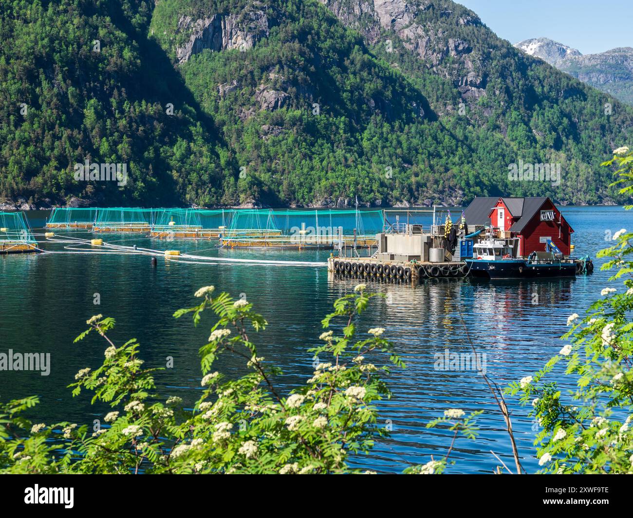 Hardangerfjorden hi-res stock photography and images - Alamy