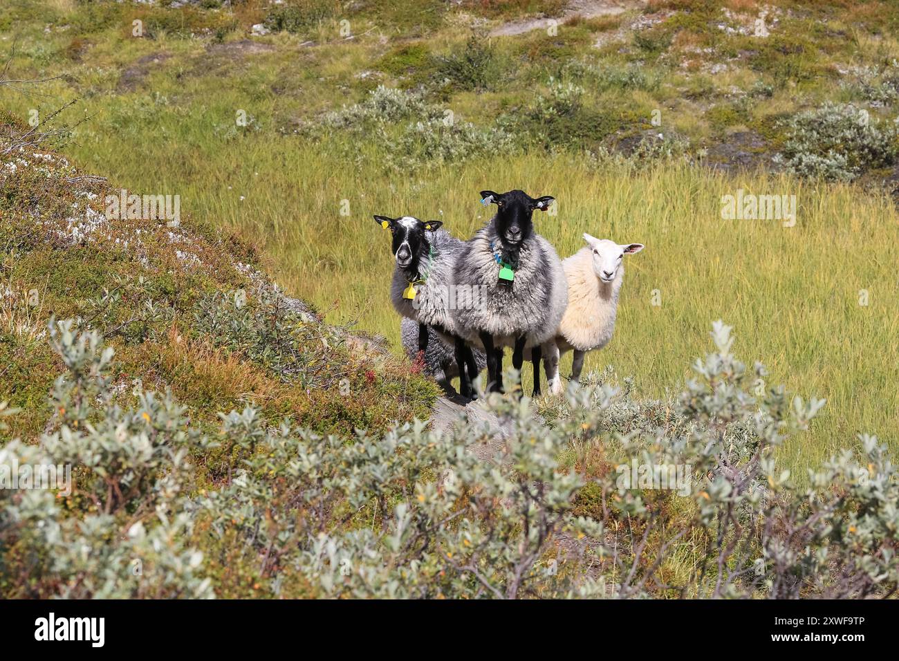 The Norwegian Fur Sheep, also known as Norsk Pels-Sau or Norwegian Pelt ...