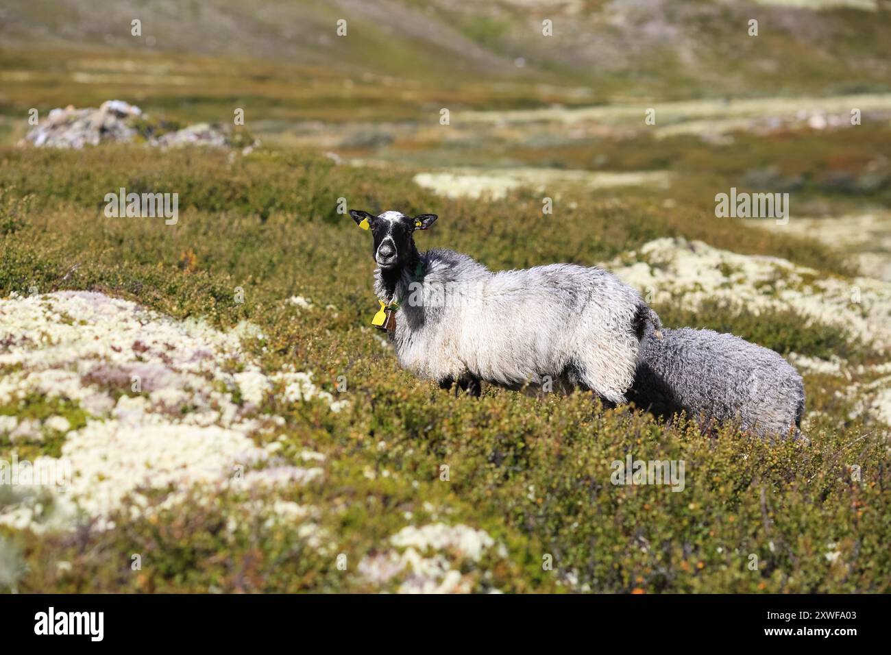 The Norwegian Fur Sheep, also known as Norsk Pels-Sau or Norwegian Pelt ...