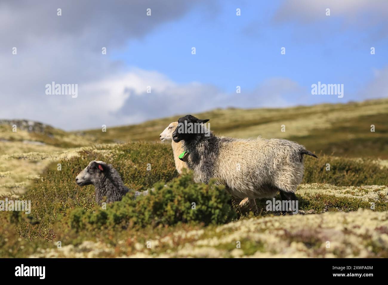 The Norwegian Fur Sheep, also known as Norsk Pels-Sau or Norwegian Pelt ...