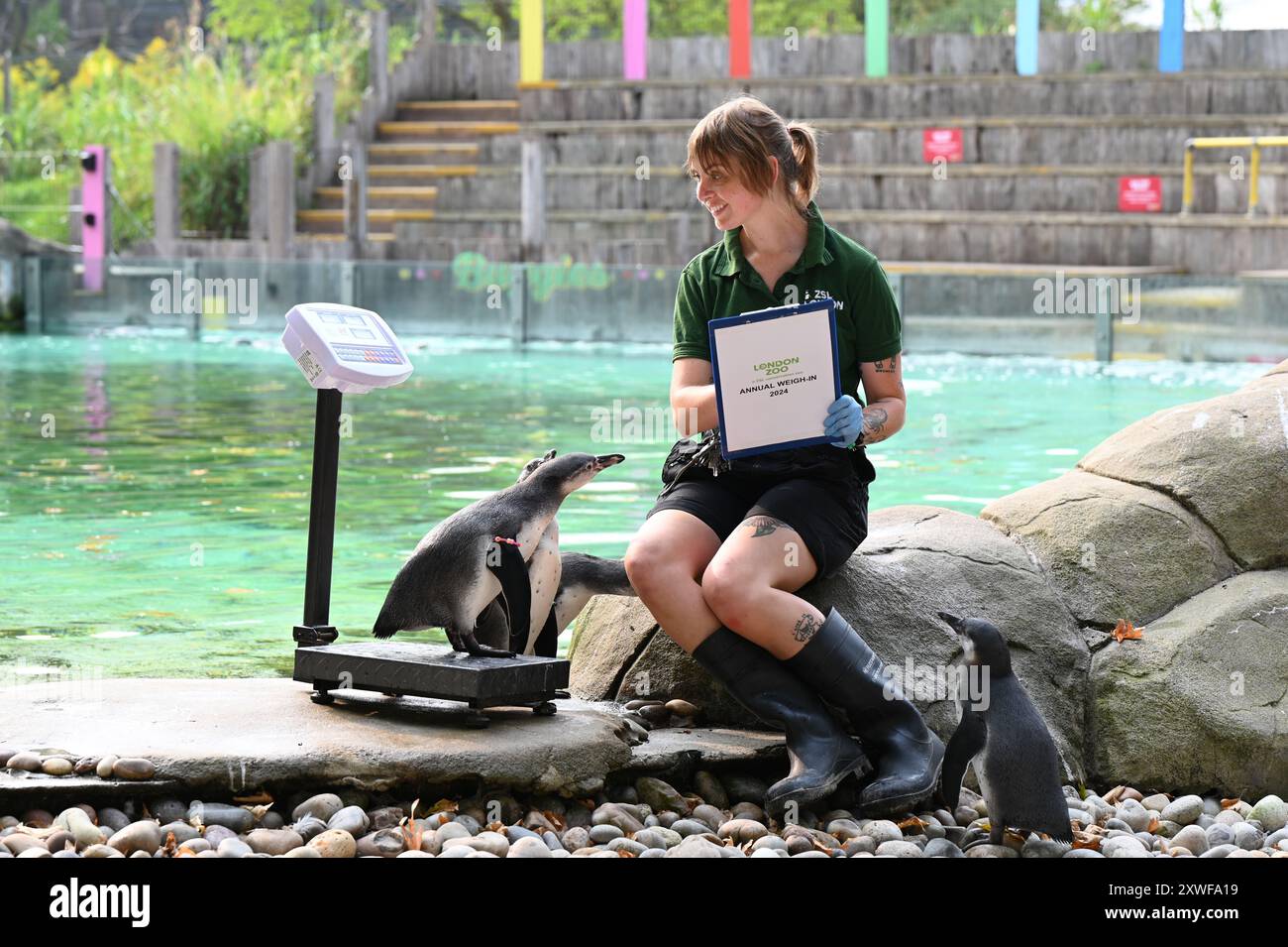 Annual penguin weigh-in for the penguin at London Zoo all named Swiftie ...
