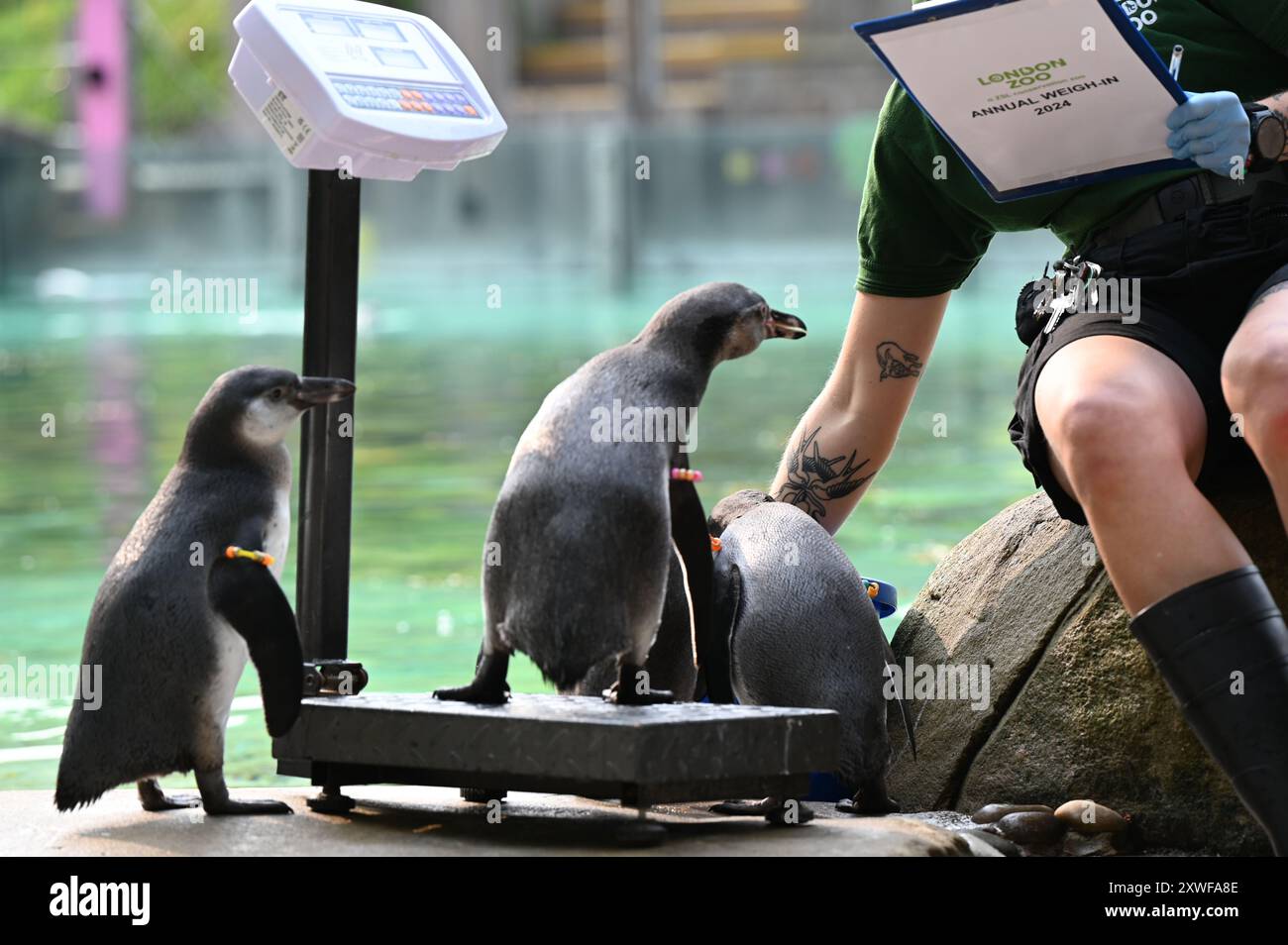 Annual penguin weigh-in for the penguin at London Zoo all named Swiftie ...