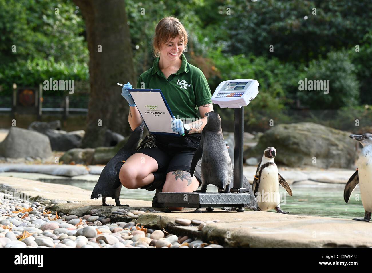 Annual penguin weigh-in for the penguin at London Zoo all named Swiftie ...