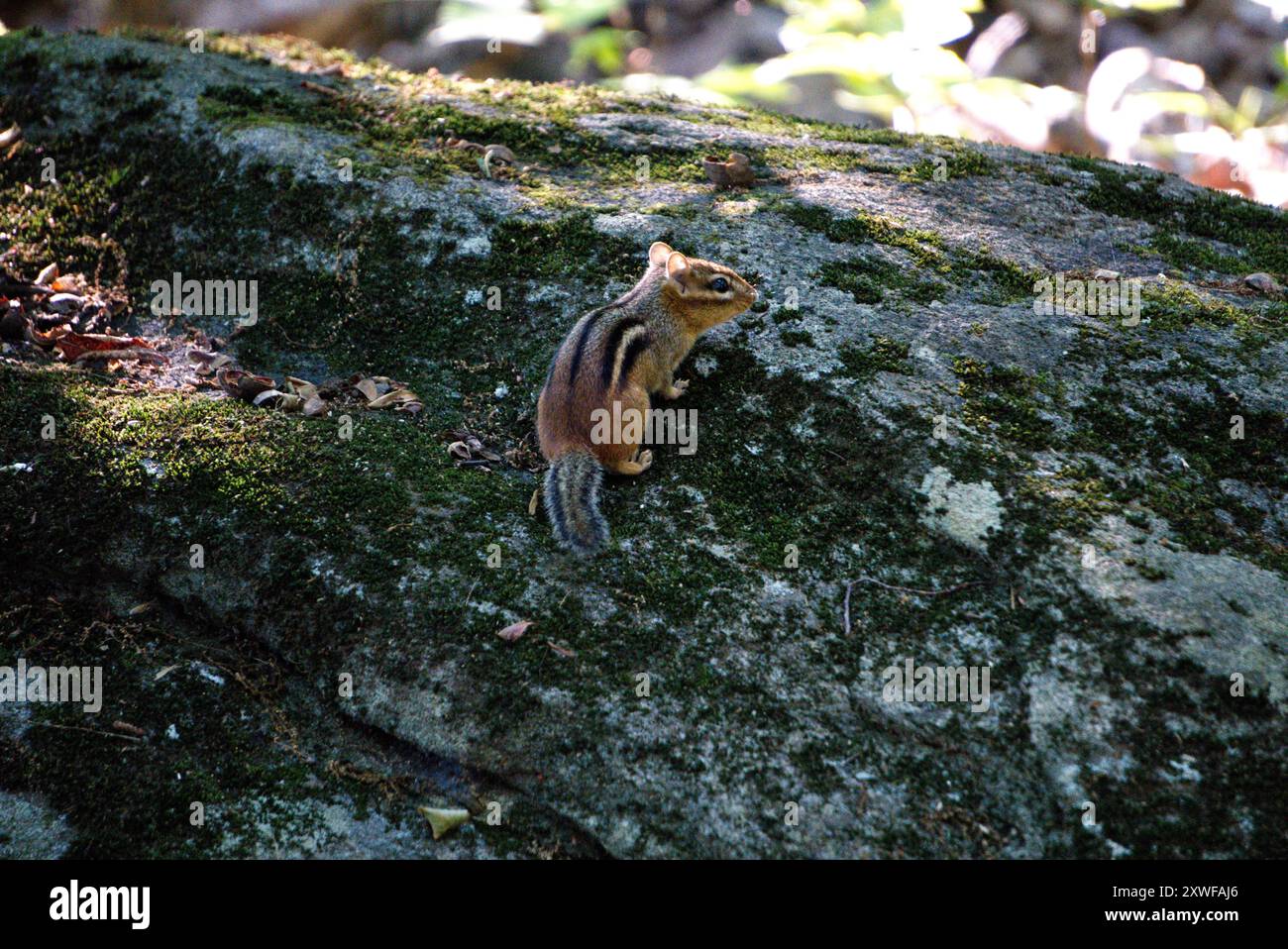 Pennsylvania fauna hi-res stock photography and images - Alamy