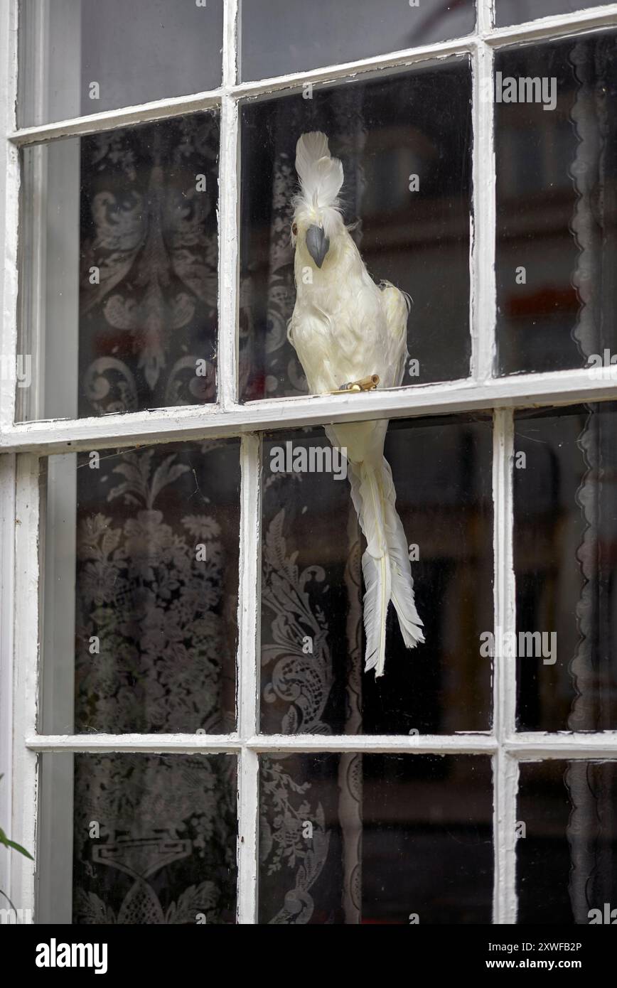 Parrot house hi-res stock photography and images - Alamy