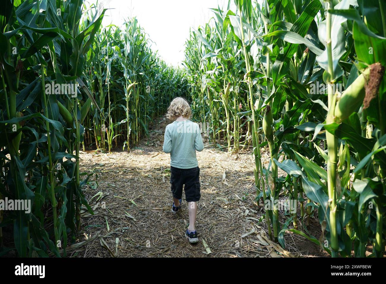 Großes Maislabyrinth beim Bauer Lipp, das dieses Jahr die Form von ...