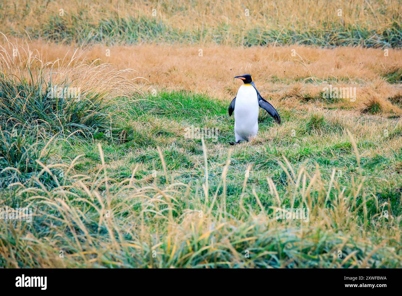 One Big King Penguin walking and beating wings in the Colony in the ...