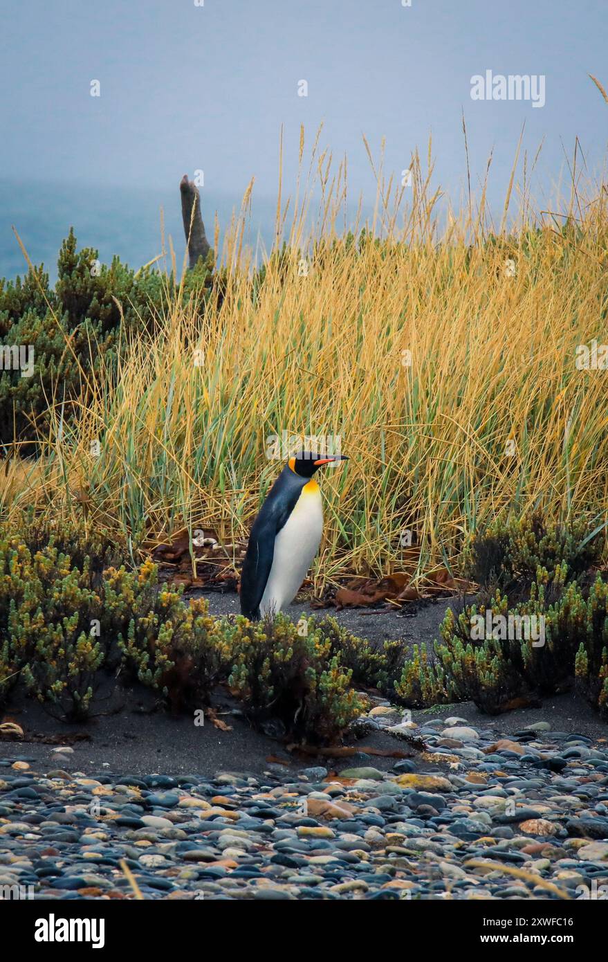 One Big King Penguin walking and beating wings in the Colony in the ...