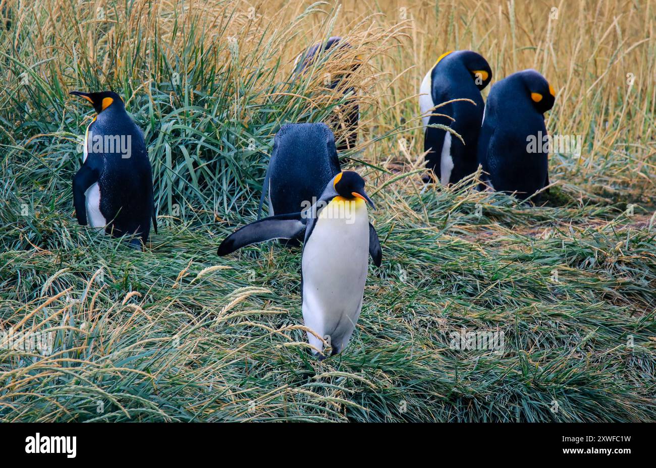 One Big King Penguin walking and beating wings in the Colony in the ...
