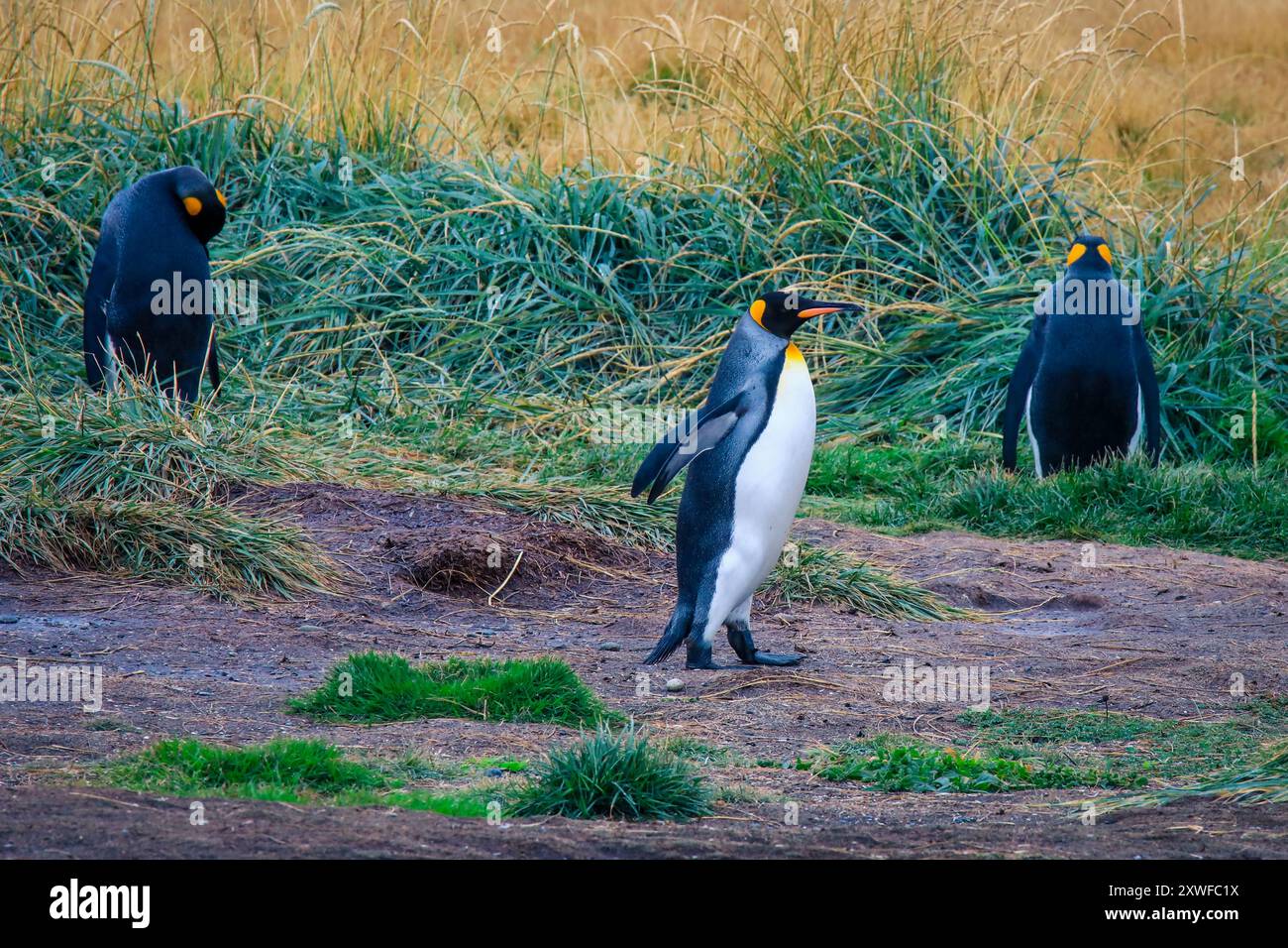 One Big King Penguin walking and beating wings in the Colony in the ...