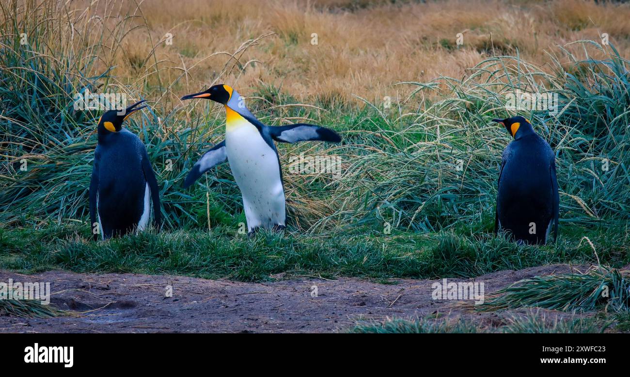 One Big King Penguin walking and beating wings in the Colony in the ...