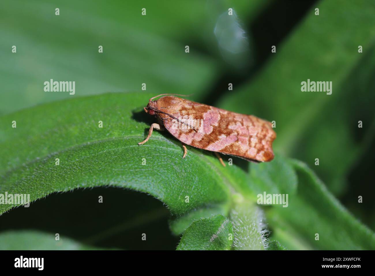 Leaf rolling moth hi-res stock photography and images - Alamy