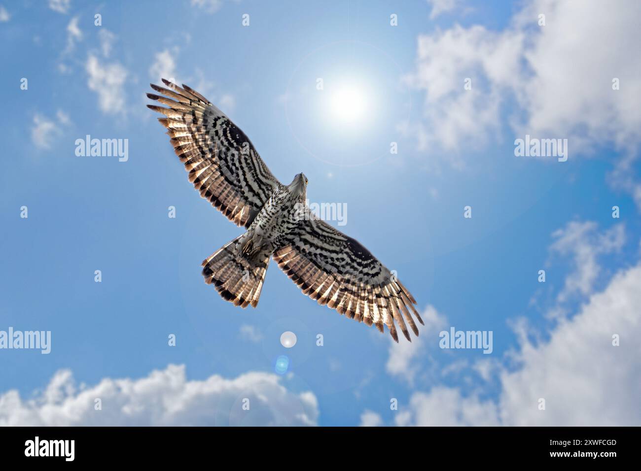 European honey buzzard (Pernis apivorus) adult male in flight against ...