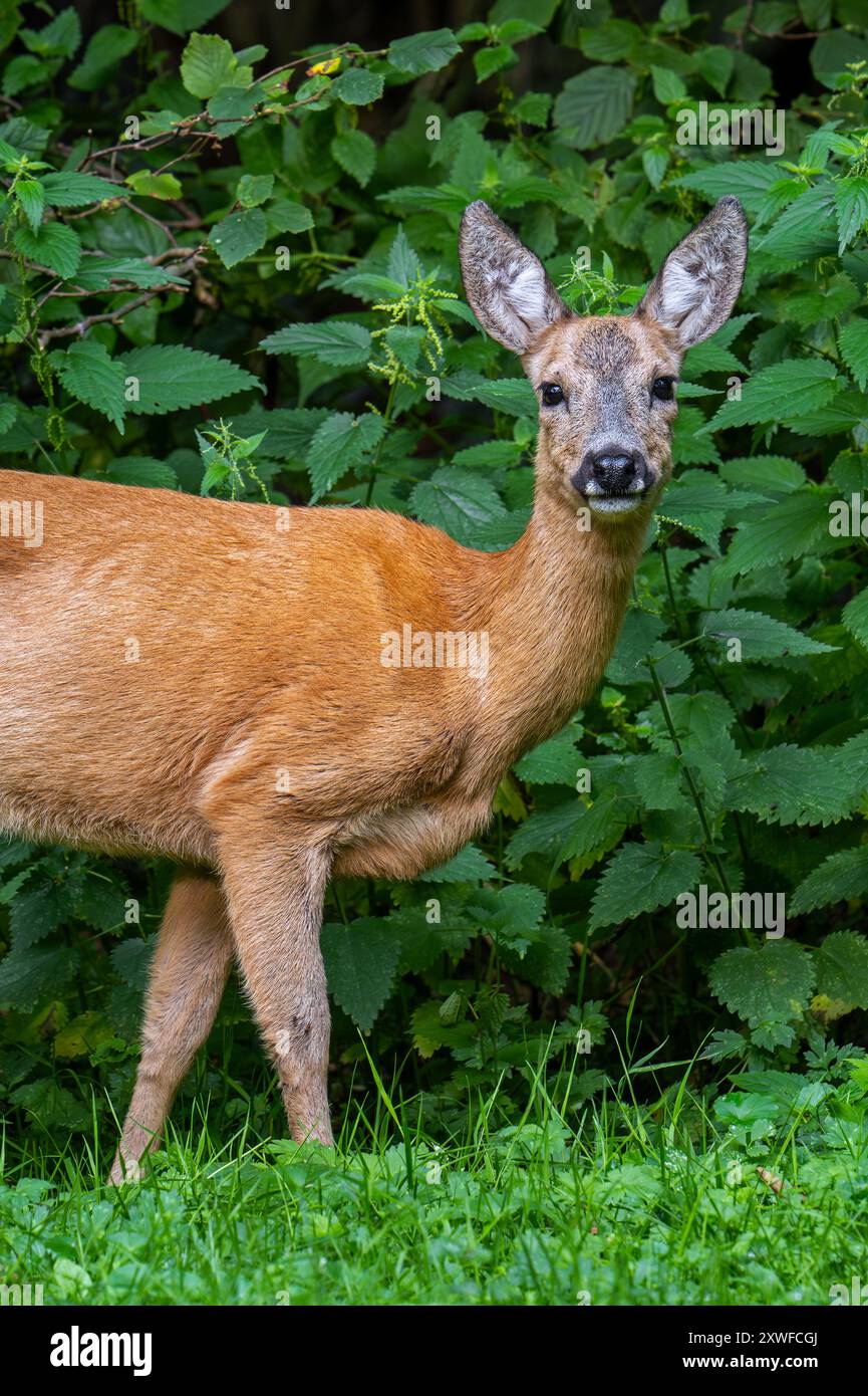 Doe close up hi-res stock photography and images - Alamy