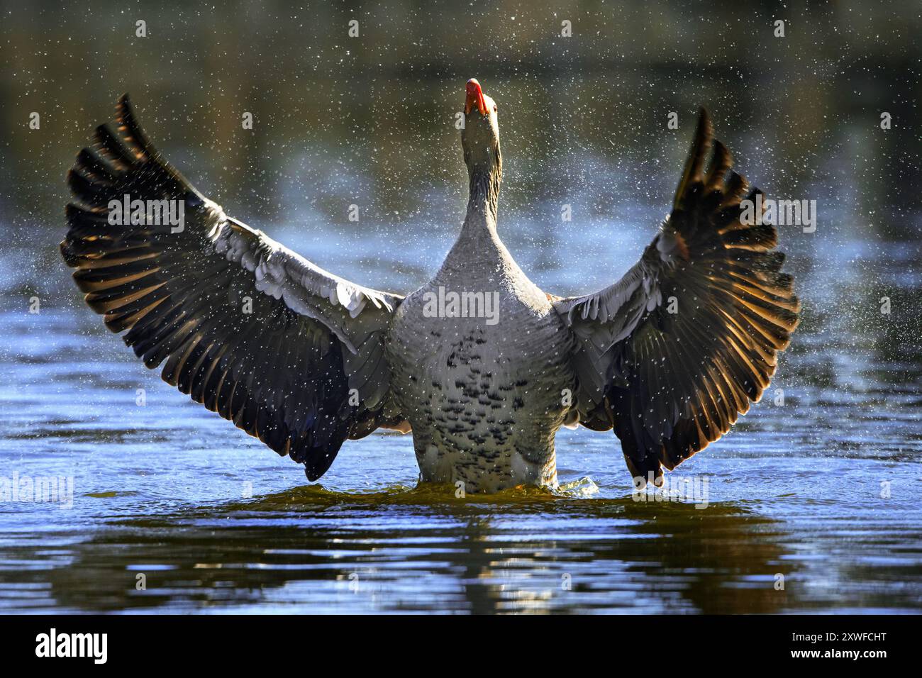 Wings flapping flap bird goose hi-res stock photography and images - Alamy