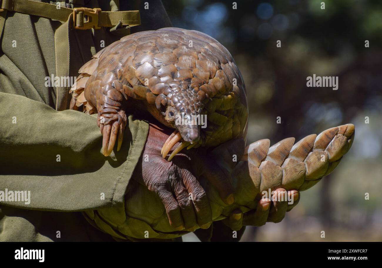 Harare, Zimbabwe. 3rd may 2024. A Cape pangolin, also known as Temminck ...