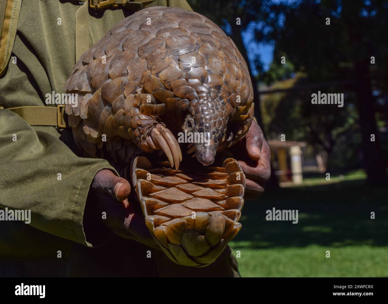 Pangolin smutsia temminckii hi-res stock photography and images - Alamy
