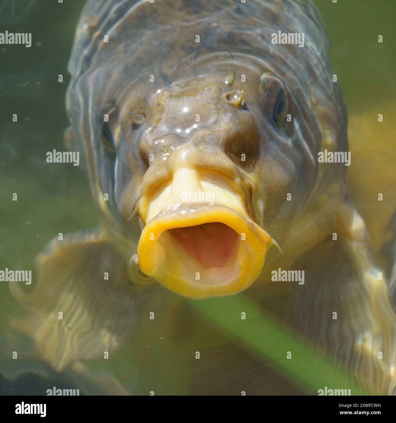 Hungry common carp (Cyprinus carpio) with big open mouth, eating ...